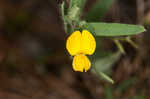 Crotalaria sagittalis