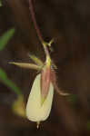 Crotalaria sagittalis