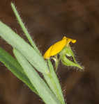 Crotalaria sagittalis