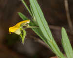 Crotalaria sagittalis