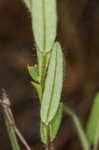 Crotalaria sagittalis