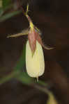 Crotalaria sagittalis