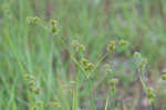 Juncus Validus