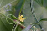 Melothria pendula