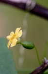 Melothria pendula