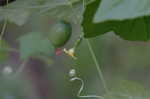 Melothria pendula