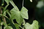 Melothria pendula