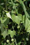 Melothria pendula