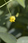 Melothria pendula
