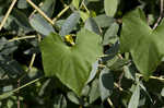 Melothria pendula