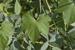 Melothria pendula