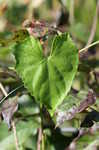Melothria pendula