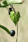 Melothria pendula