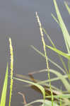 Panicum Hemitomon
