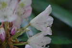 Rhododendron maximum