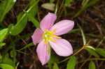 Sabatia campestris