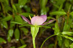 Sabatia campestris