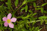 Sabatia campestris