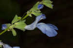 Salvia azurea