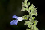 Salvia azurea