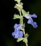 Salvia azurea