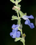 Salvia azurea