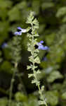 Salvia azurea