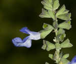 Salvia azurea