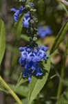 Salvia azurea