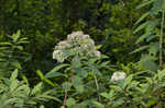 Spiraea virginiana