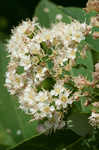Spiraea virginiana