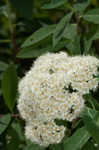 Spiraea virginiana