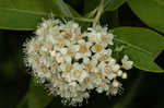 Spiraea virginiana