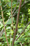 Spiraea virginiana