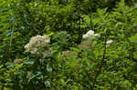 Spiraea virginiana